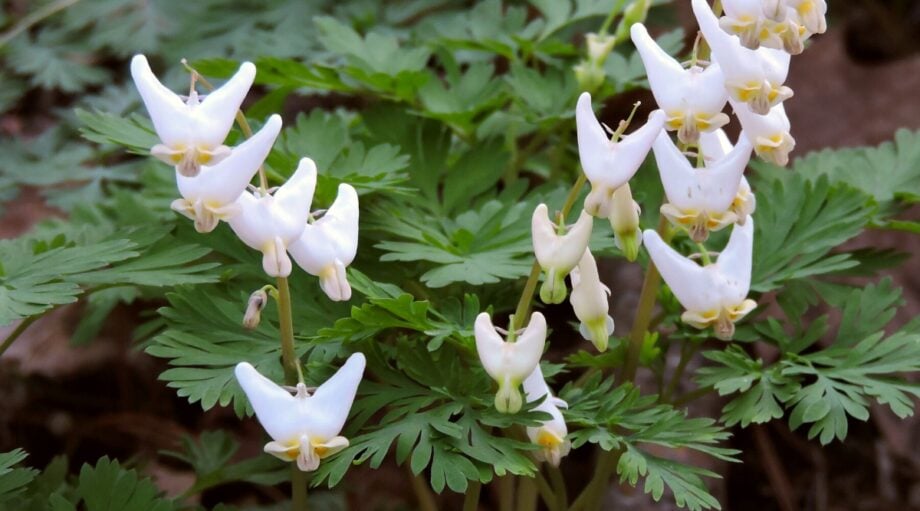 How to Plant, Grow, and Care For Dutchman's Breeches