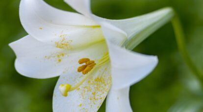 How to Plant, Grow, and Care for Easter Lilies