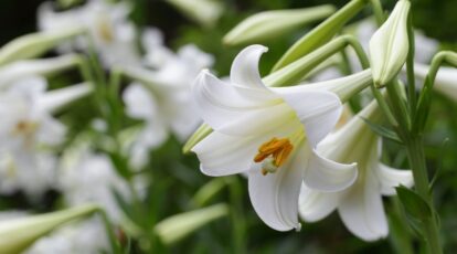 How to Plant, Grow, and Care for Easter Lilies