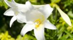 How to Plant, Grow, and Care for Easter Lilies