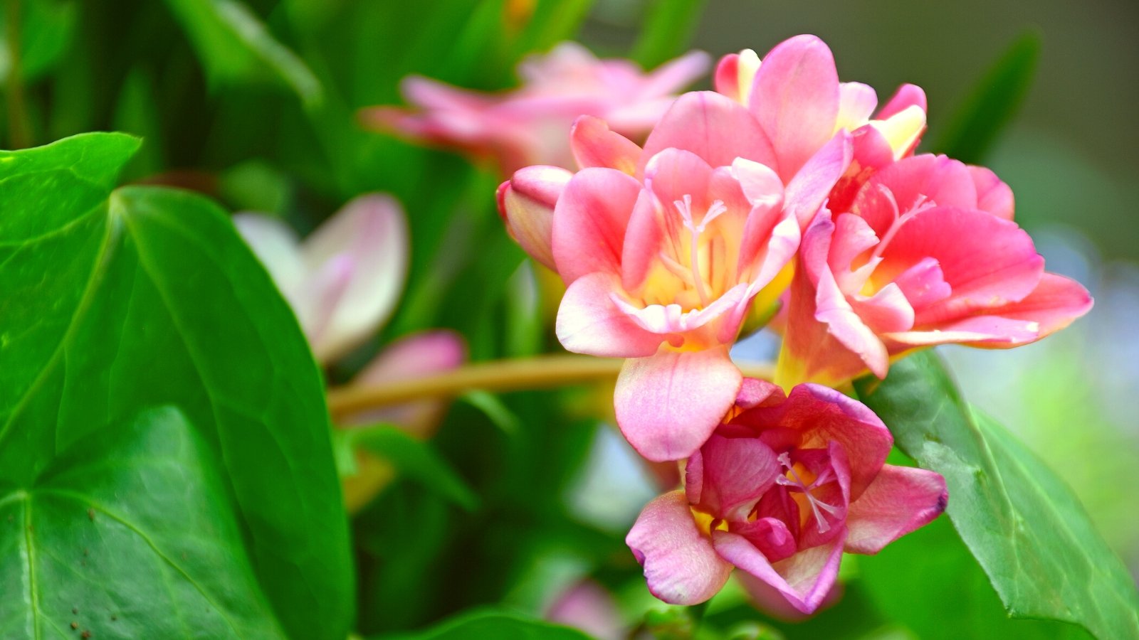 How to Plant, Grow, and Care for Freesia Flowers - Epic Gardening