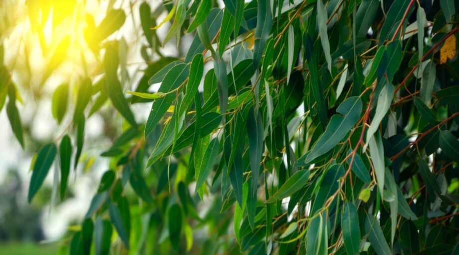 How to Plant, Grow, and Care for Eucalyptus