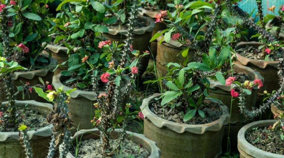 How to Plant, Grow, and Care for Crown of Thorns