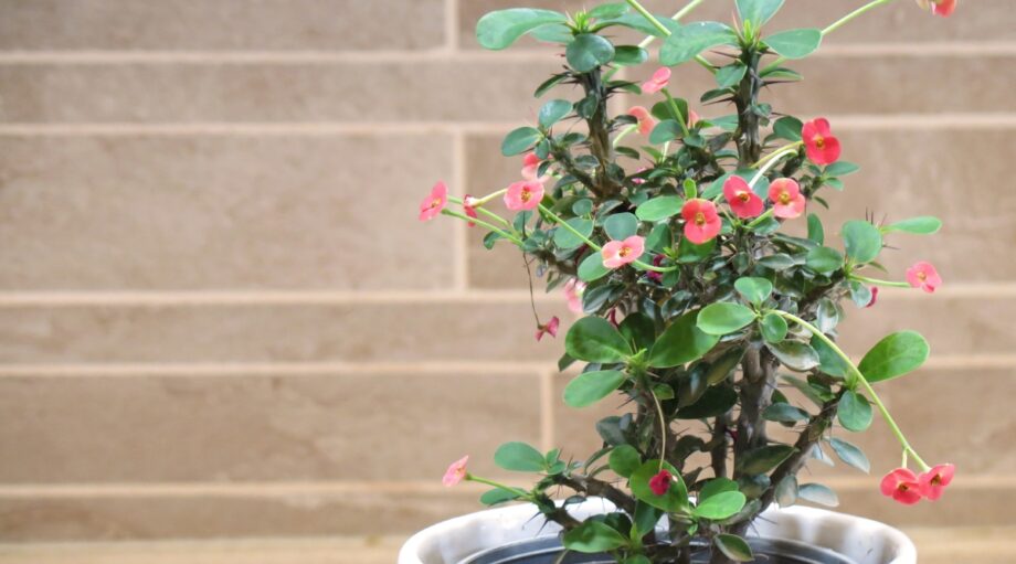 How to Plant, Grow, and Care for Crown of Thorns
