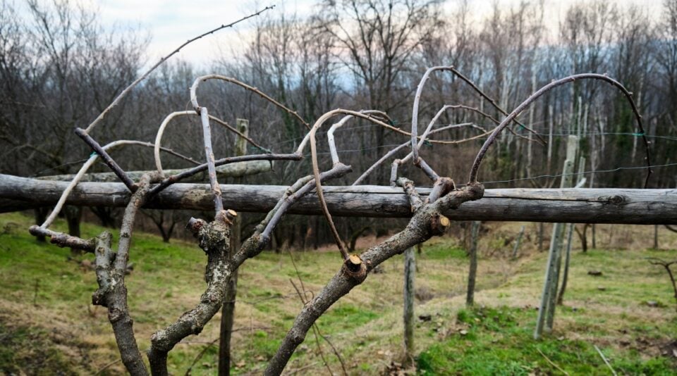 How to Plant, Grow, and Care For Hardy Kiwi