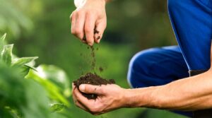 How to Identify Your Soil Type: Sand, Clay, Loam, and Silt Soils