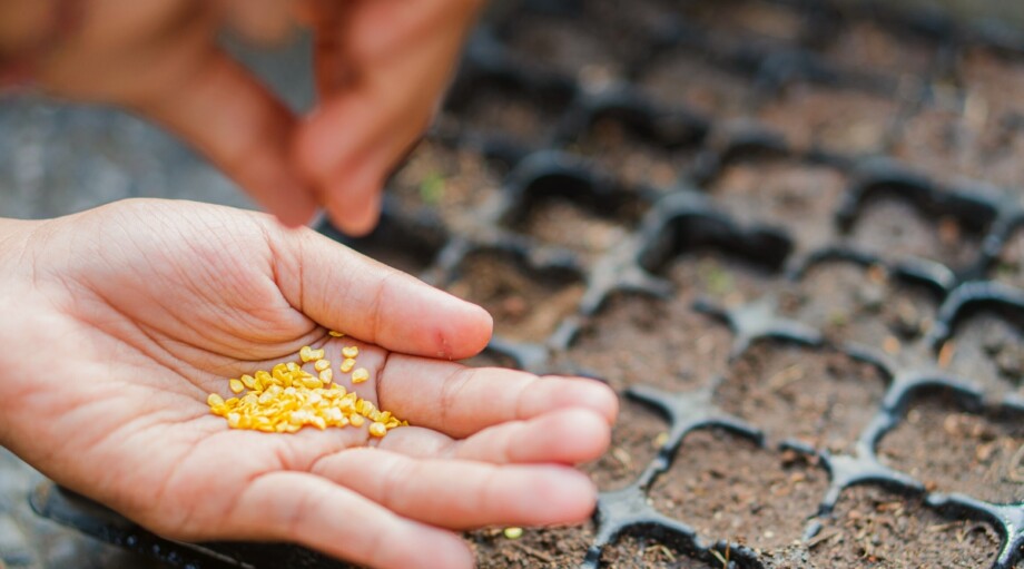 Seed-Starting on a Budget: 7 Expert Tips