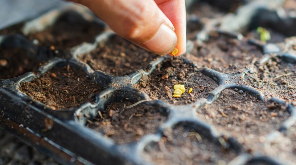How to Sow Seeds in Cell Trays