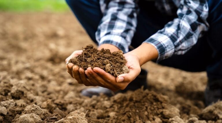 How to Identify Your Soil Type: Sand, Clay, Loam, and Silt Soils