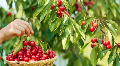 Can You Grow a Tree by Planting a Cherry Pit?