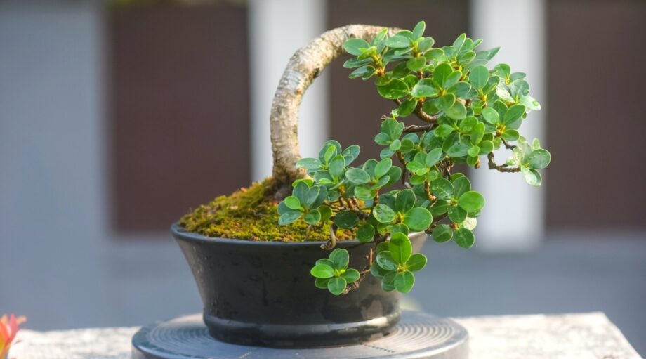 21 Popular Trees to Grow for Bonsai
