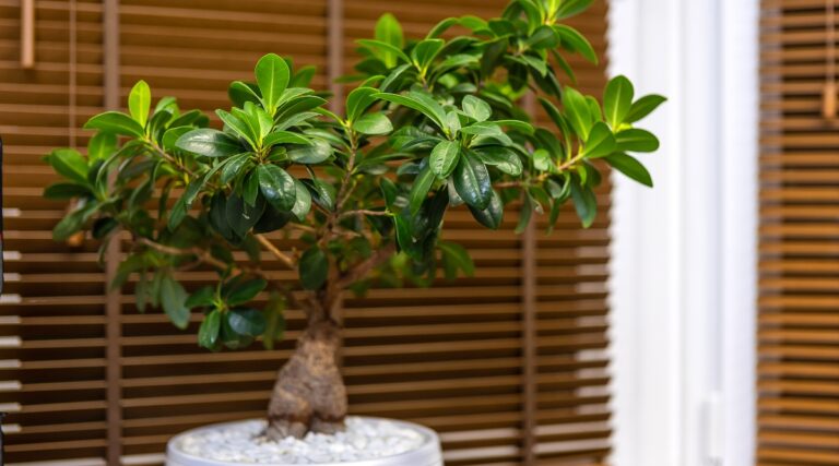 11 Best Bonsai Tree Types for Beginners