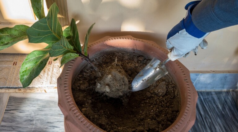 How To Repot Fiddle Leaf Fig In 4 Steps