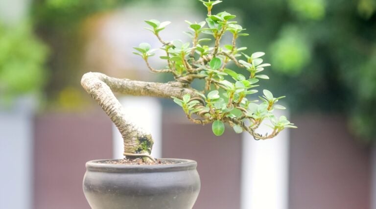 11 Best Bonsai Tree Types for Beginners