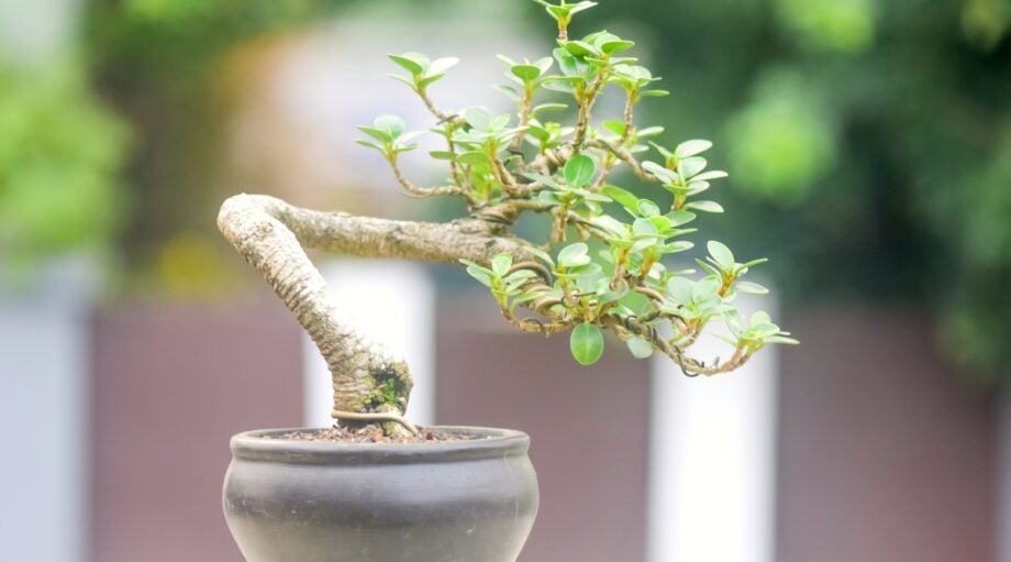 11 Best Bonsai Tree Types for Beginners