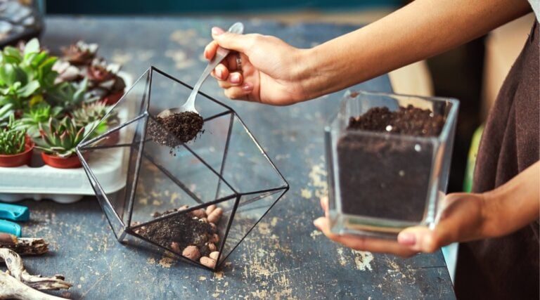 How to Make a Terrarium: A Step-by-Step Guide