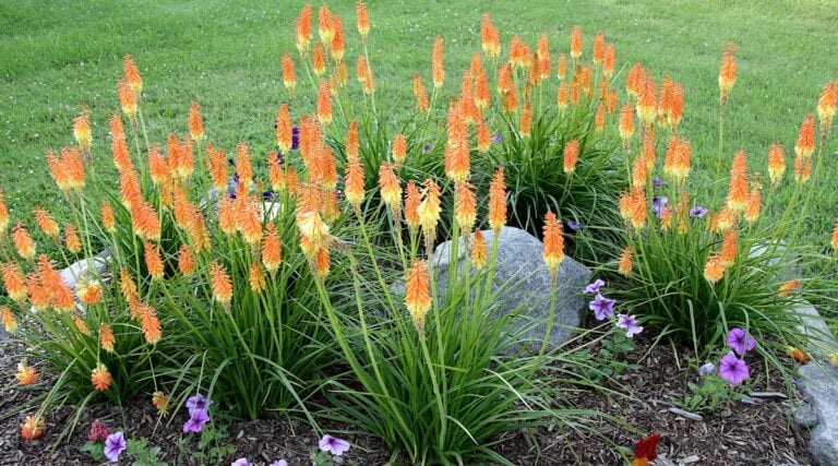 How to Plant, Grow, and Care for Red Hot Poker Plants