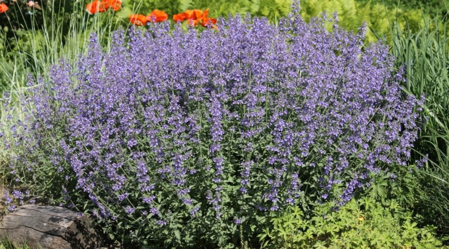 15 Plants That Benefit from The Chelsea Chop