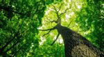 How Much Water do Trees Need?
