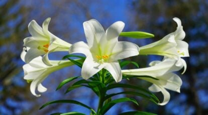 How to Plant, Grow, and Care for Easter Lilies