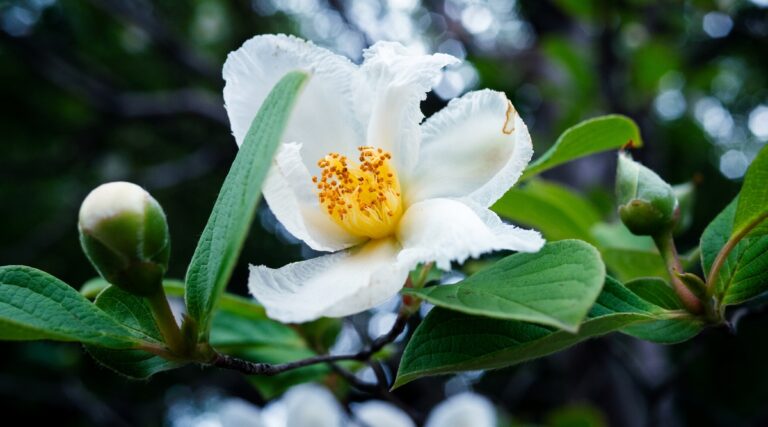 21 North American Native Flowering Trees