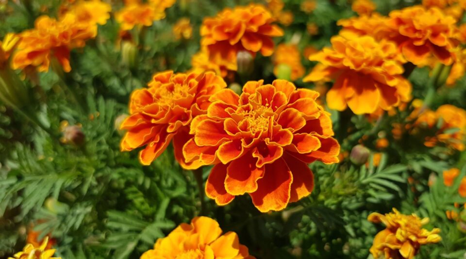 21 Easy to Start Seeds for Beginner Gardeners