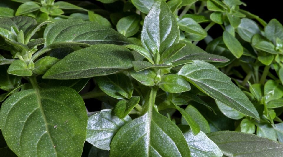 19 Types of Flavorful Basil for Your Garden
