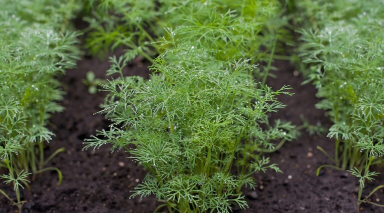 13 Plants That Repel Garden Pests
