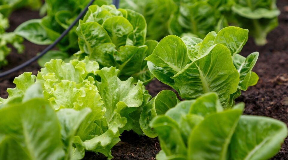21 Easy to Start Seeds for Beginner Gardeners
