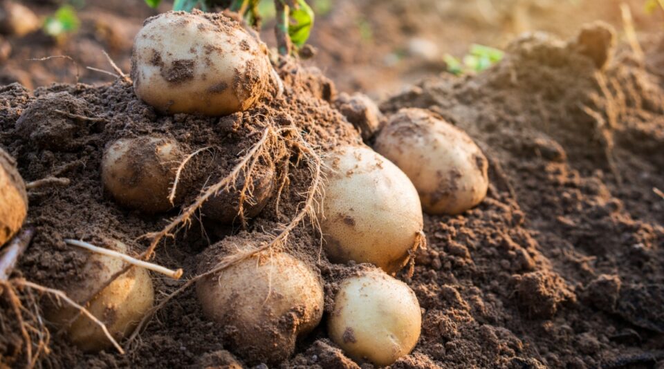21 Easy to Start Seeds for Beginner Gardeners