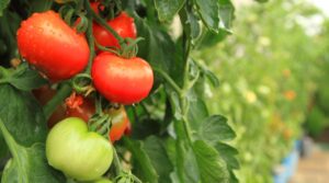 15 Disease-Resistant Tomato Varieties For Your Garden