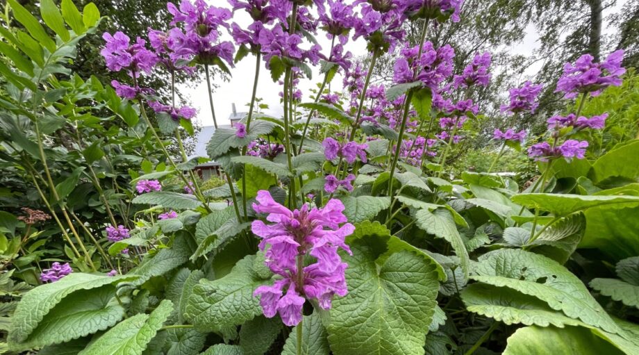 20 Gorgeous Wildflowers for Shade Gardens