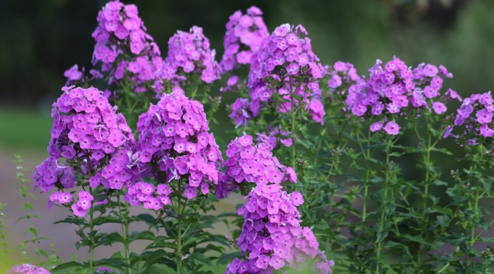 15 Plants That Benefit from The Chelsea Chop