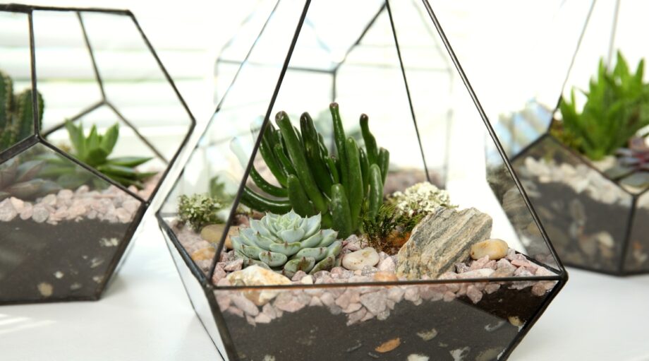 How to Make a Terrarium: A Step-by-Step Guide – Nature's Gateway