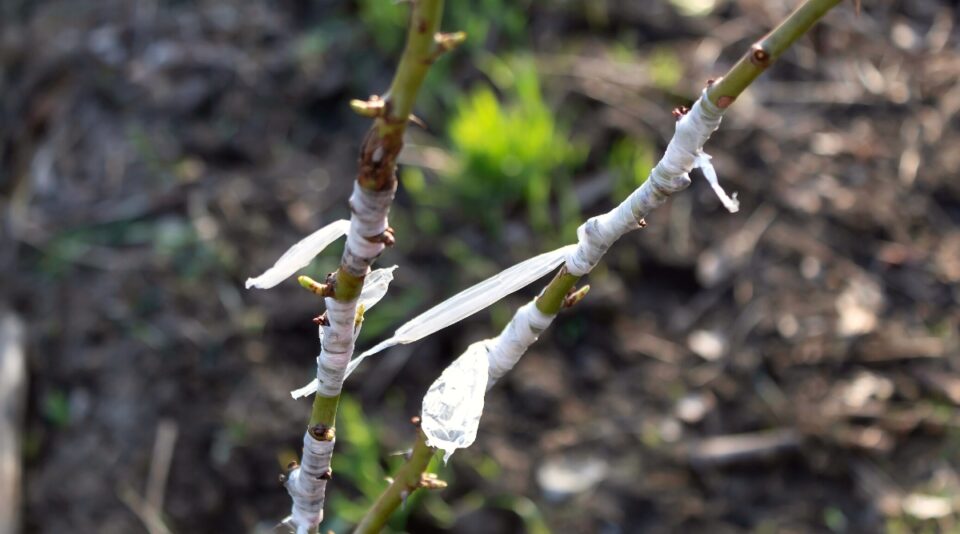 Can you Grow Roses from Seed?