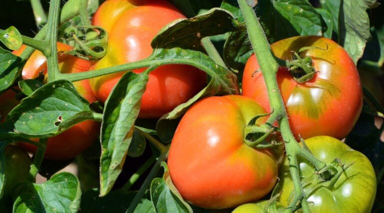 15 Disease-Resistant Tomato Varieties For Your Garden