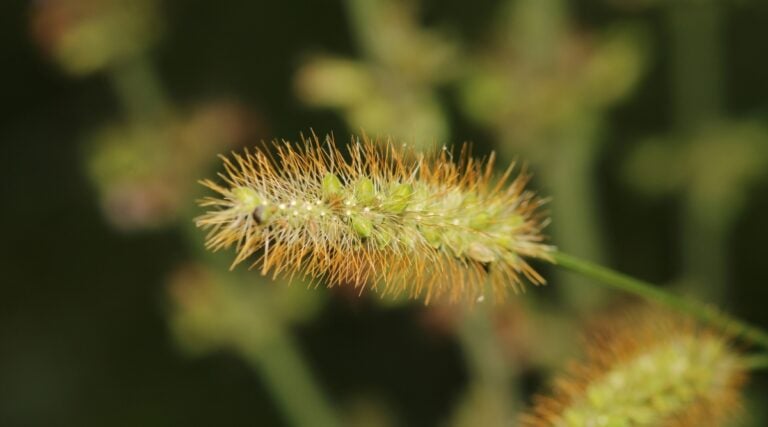17 Ornamental Grasses You Can Grow From Seed