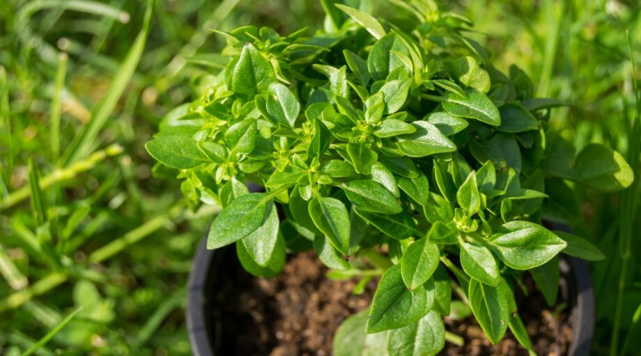 19 Types of Flavorful Basil for Your Garden