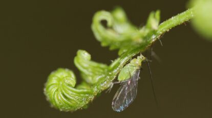 How to Plant, Grow, and Care for Maidenhair Ferns
