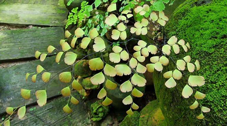 How to Plant, Grow, and Care for Maidenhair Ferns