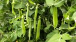 21 Easy to Start Seeds for Beginner Gardeners