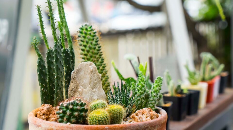 27 Beautiful Succulent Container Arrangements