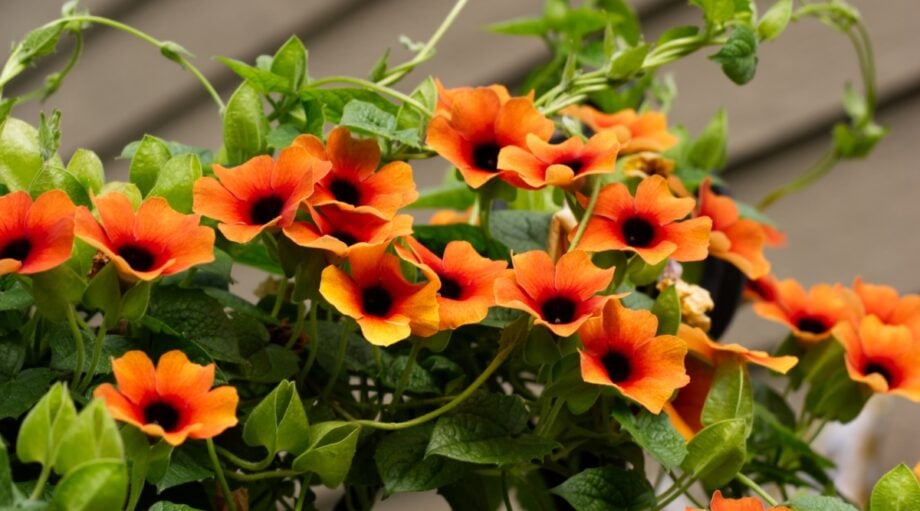 11 Beautiful Alternatives to Chocolate Vine (Akebia quinata)