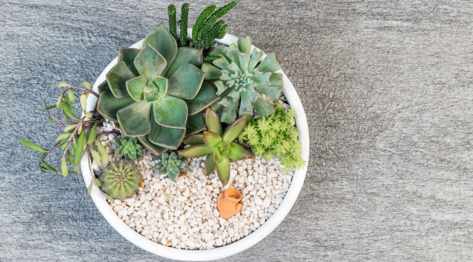 27 Beautiful Succulent Container Arrangements