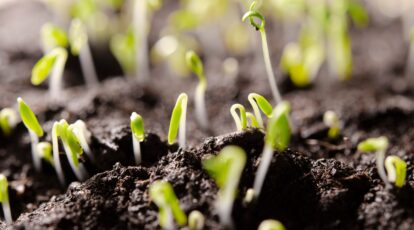 How to Plant Grow and Care for Baby's Breath