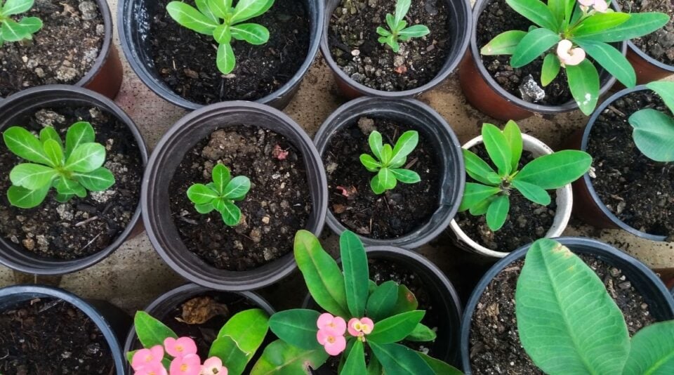 How to Plant, Grow, and Care for Crown of Thorns