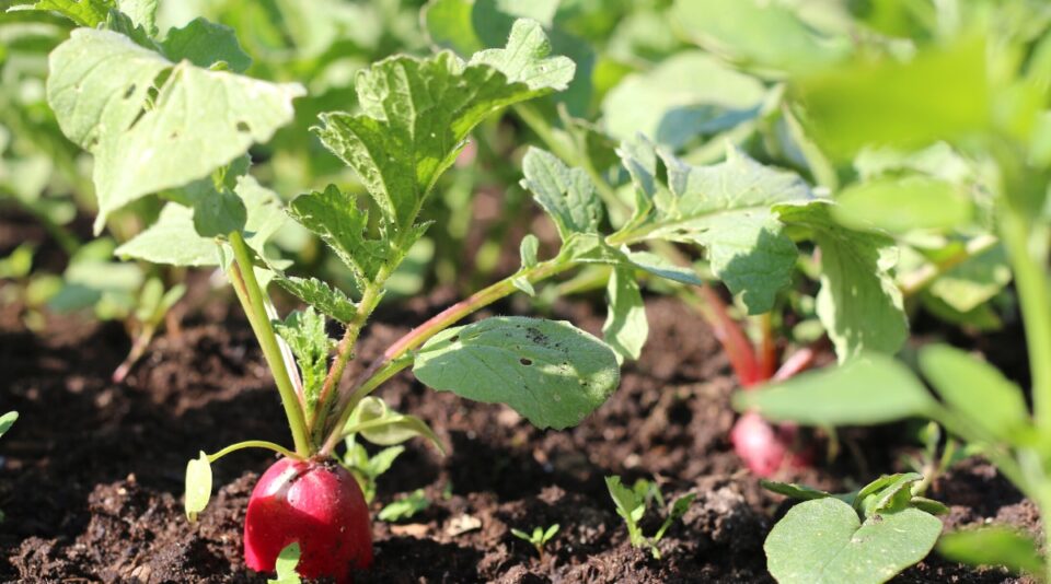 20 Seeds You Can Direct Sow in Winter
