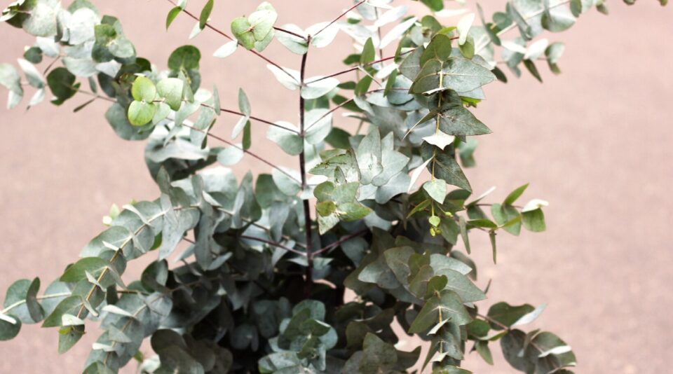 How to Plant, Grow, and Care for Eucalyptus