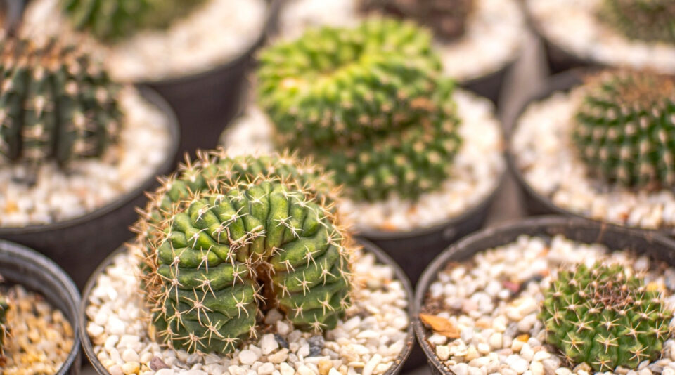 Can you Grow a Cactus from Seed?