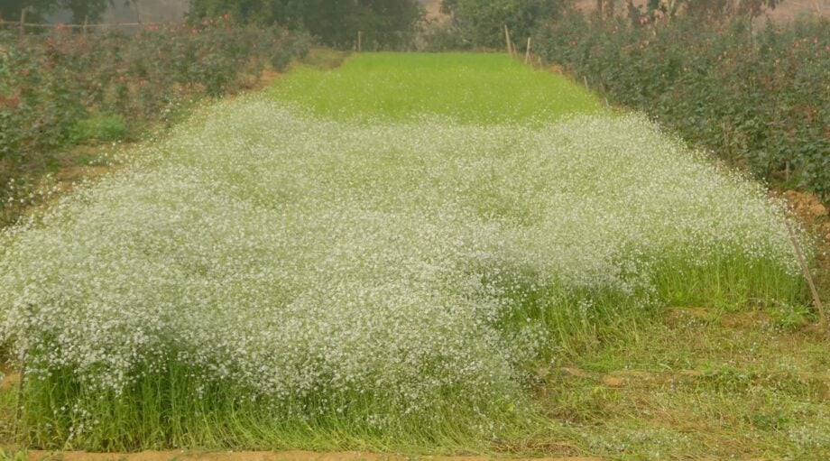 How to Plant Grow and Care for Baby's Breath
